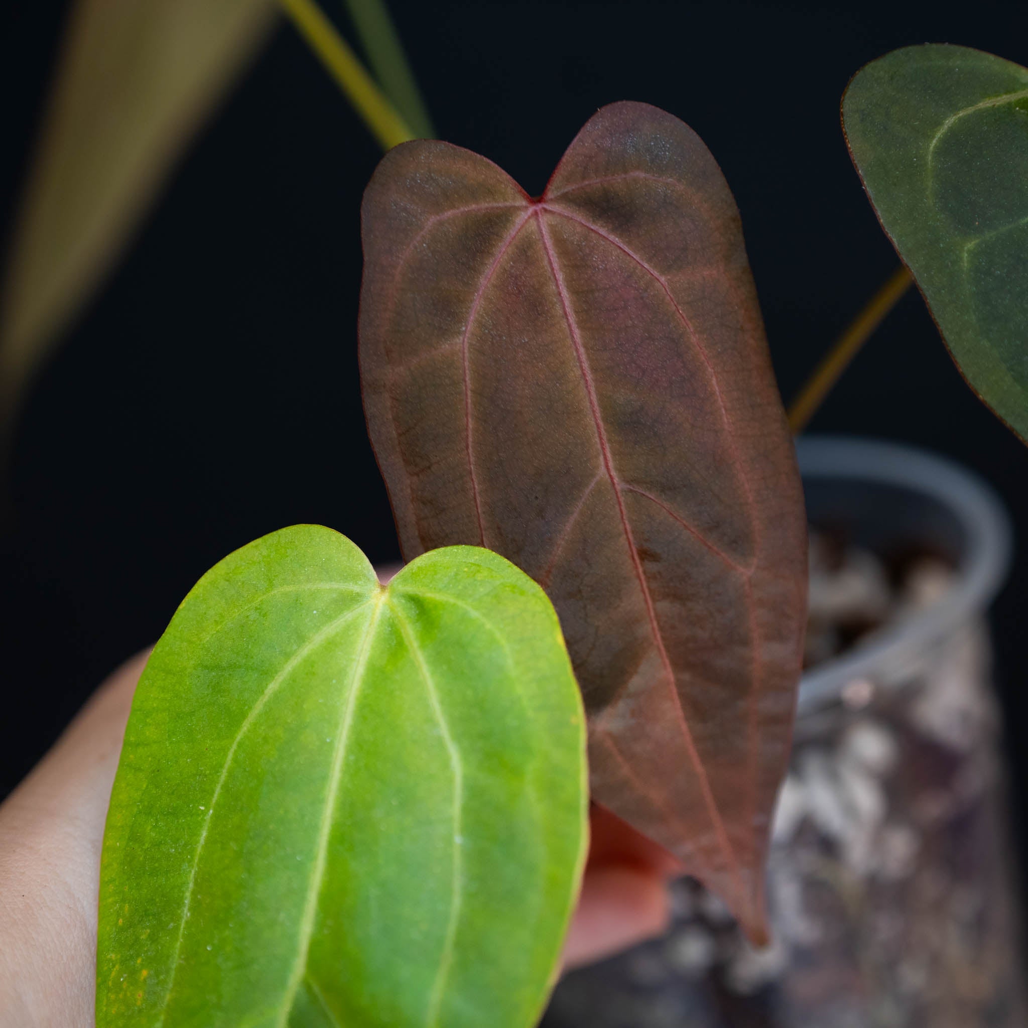 Collections – Dandi Plants