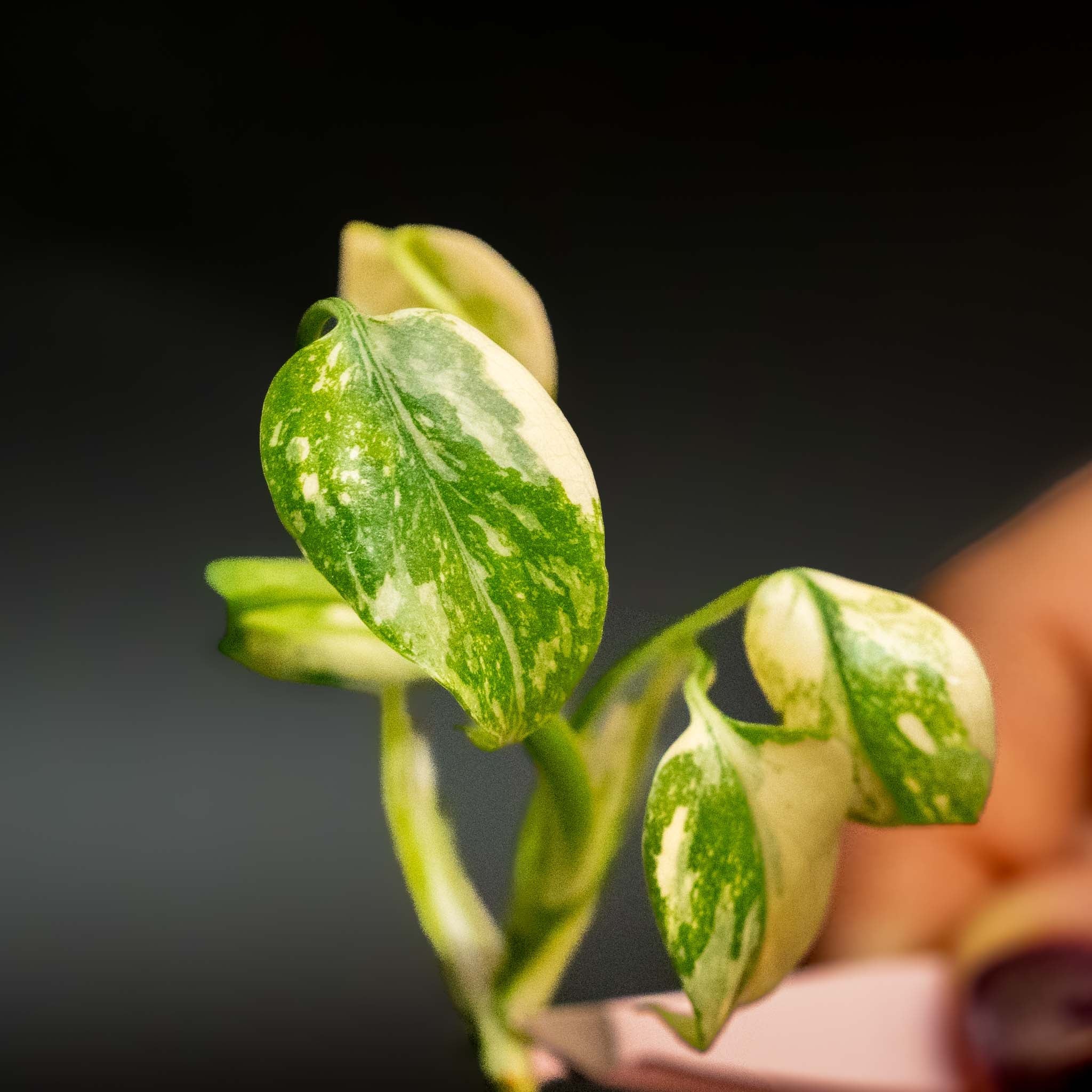 Collections – Dandi Plants