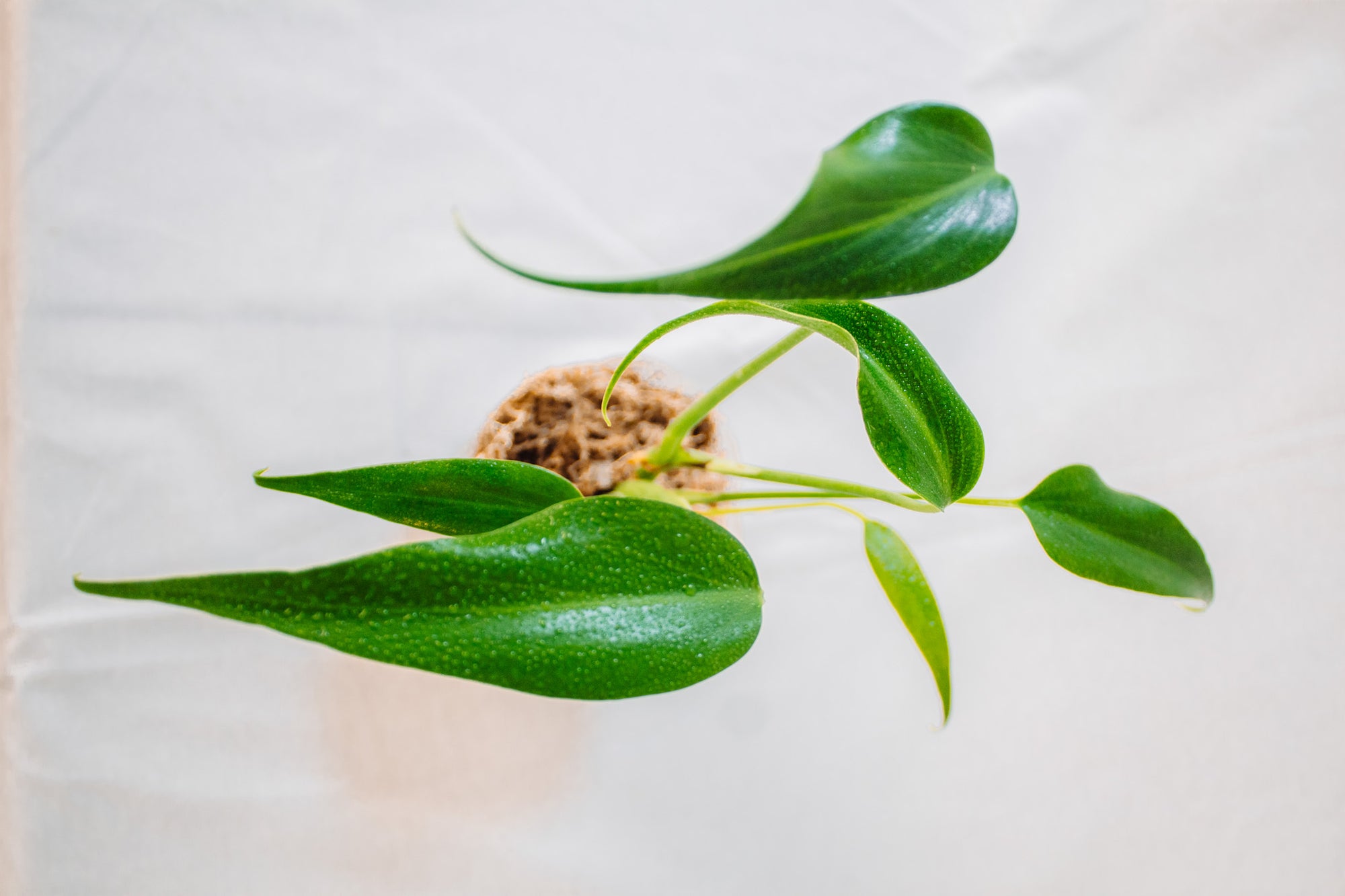 Dandi Plants - Rare Tropicals