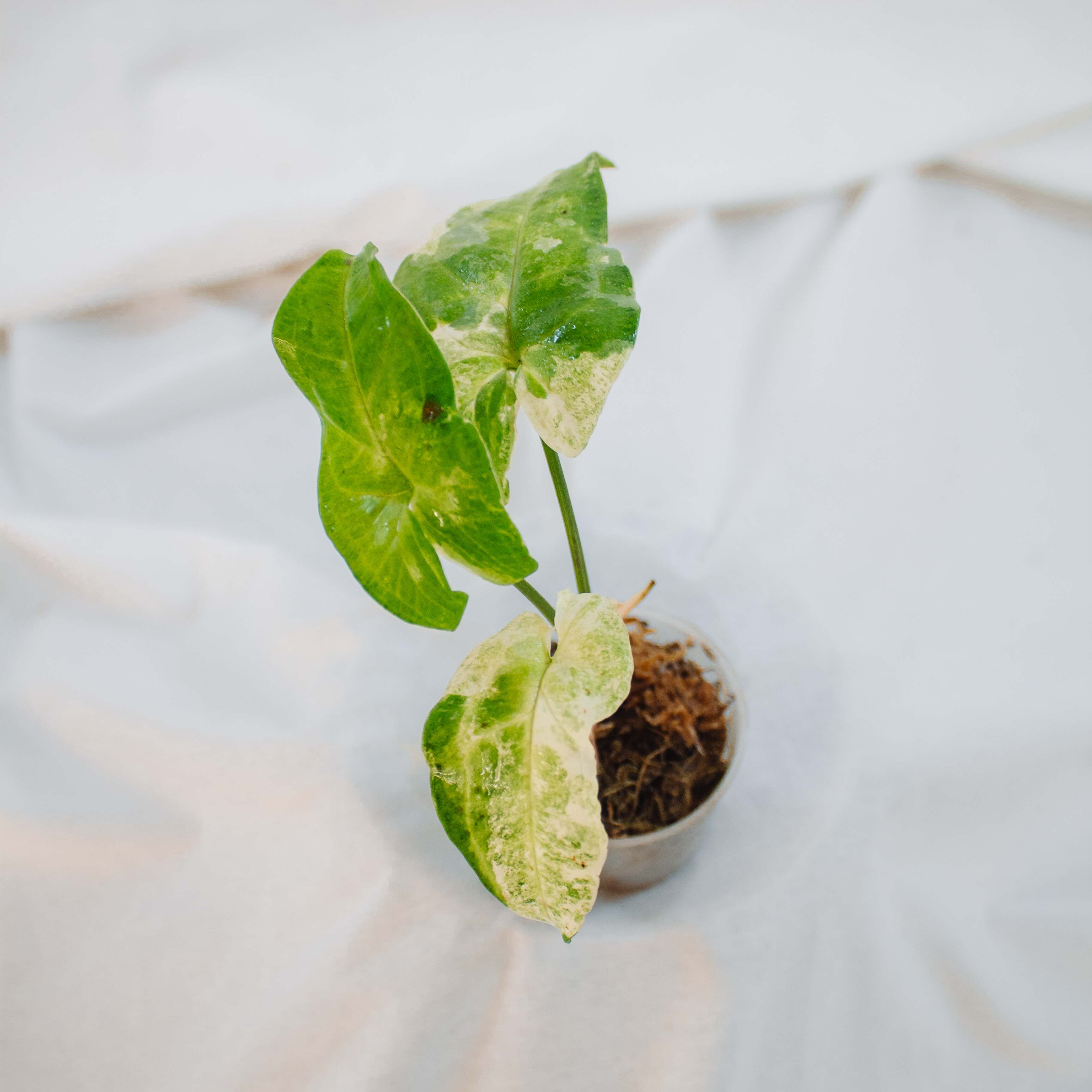 Syngonium Batik Albo Variegated (SD24-03) – Dandi Plants