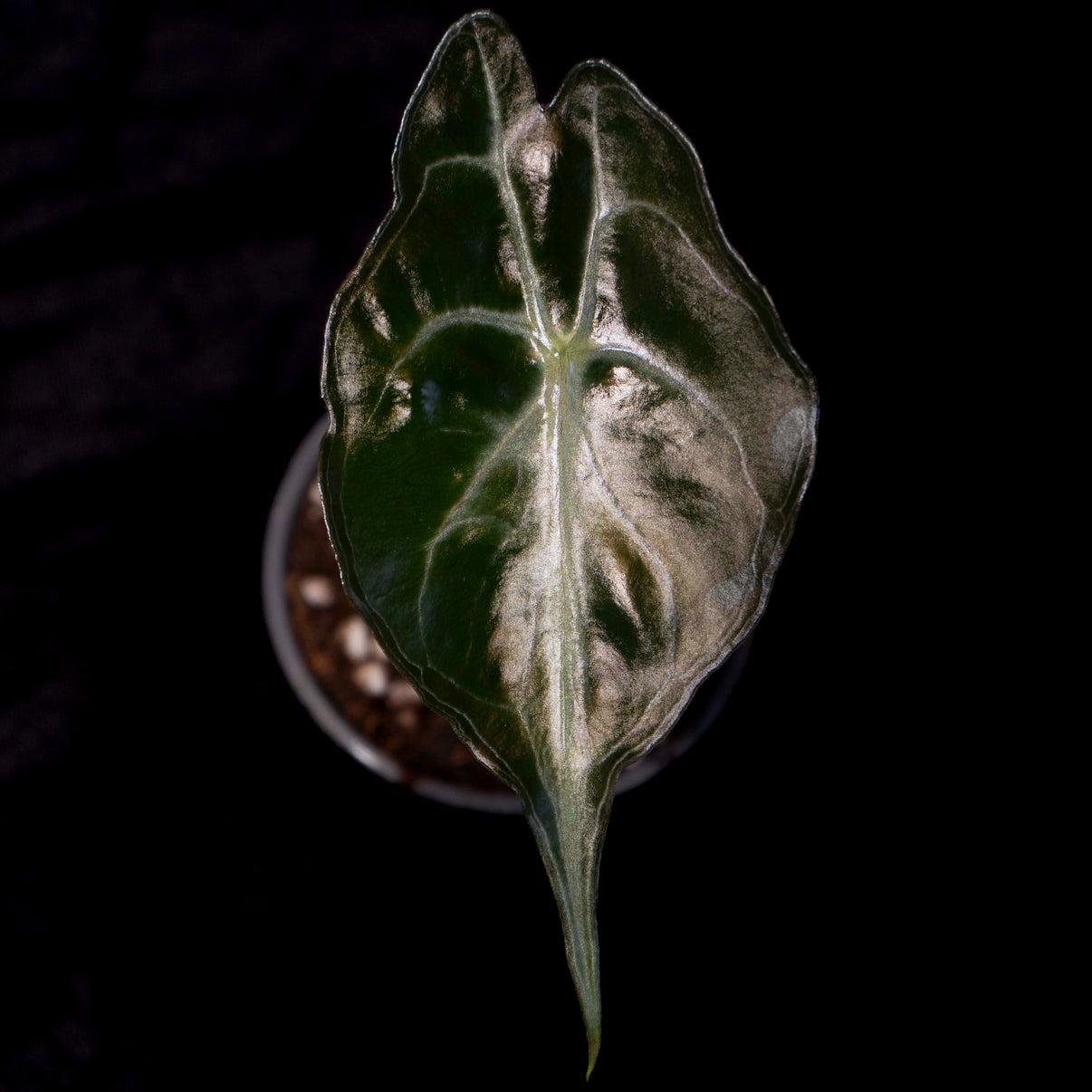 Alocasia 'Venom' - Starter Plant *Grower's Choice* – Dandi Plants